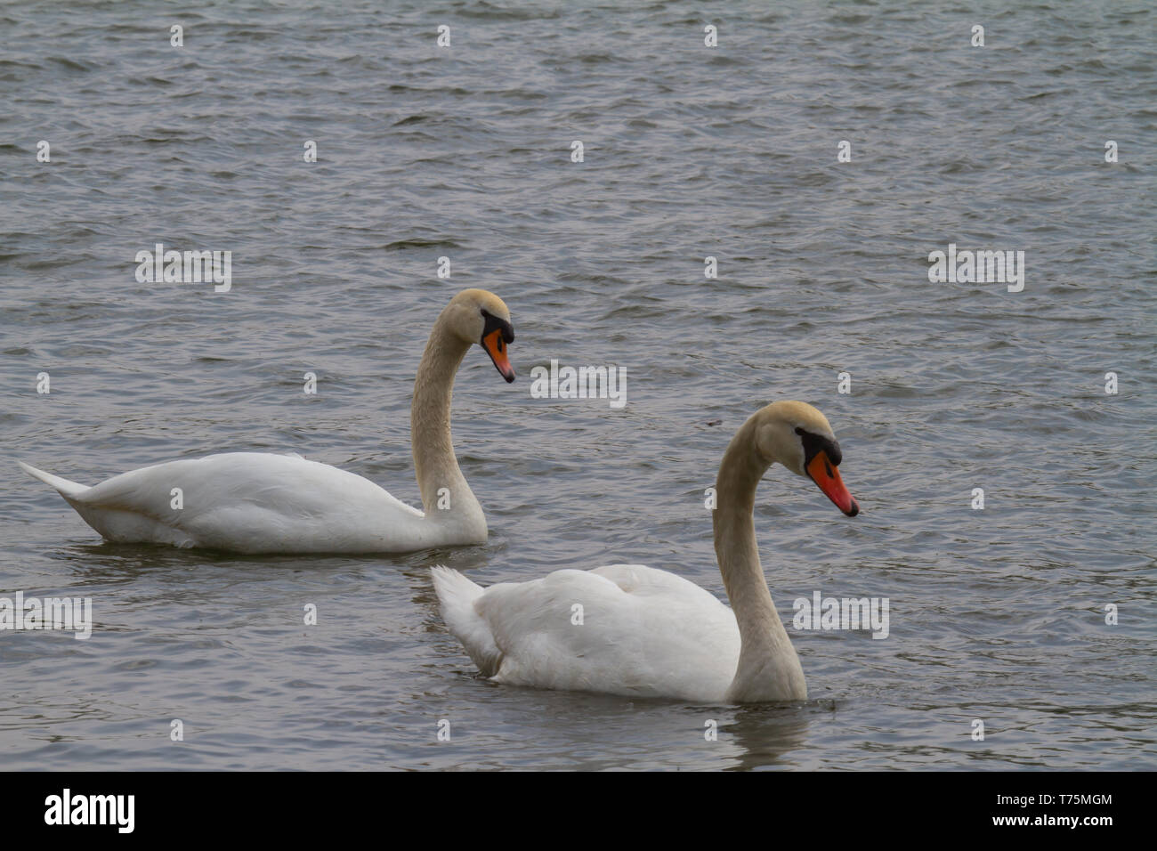Swans swim on lake river hi-res stock photography and images - Alamy