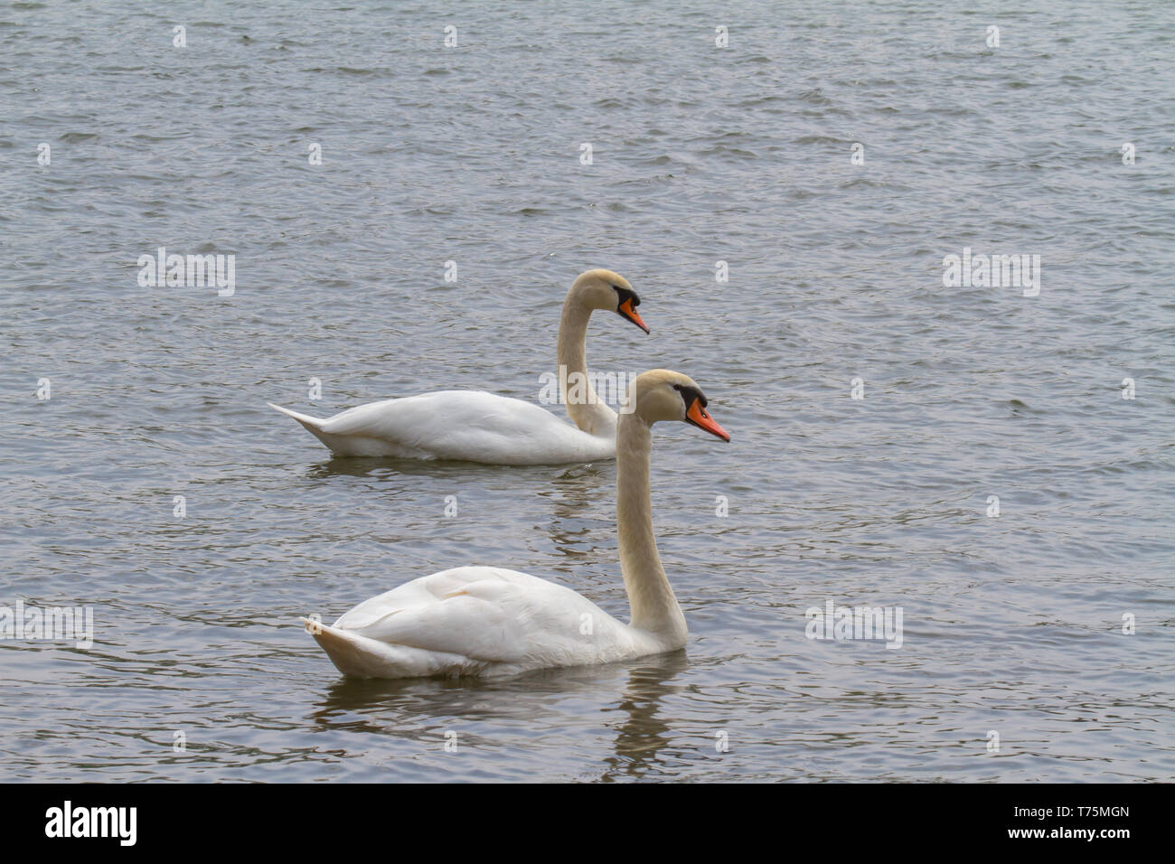 two swans swimming side by side on a lake Stock Photo - Alamy
