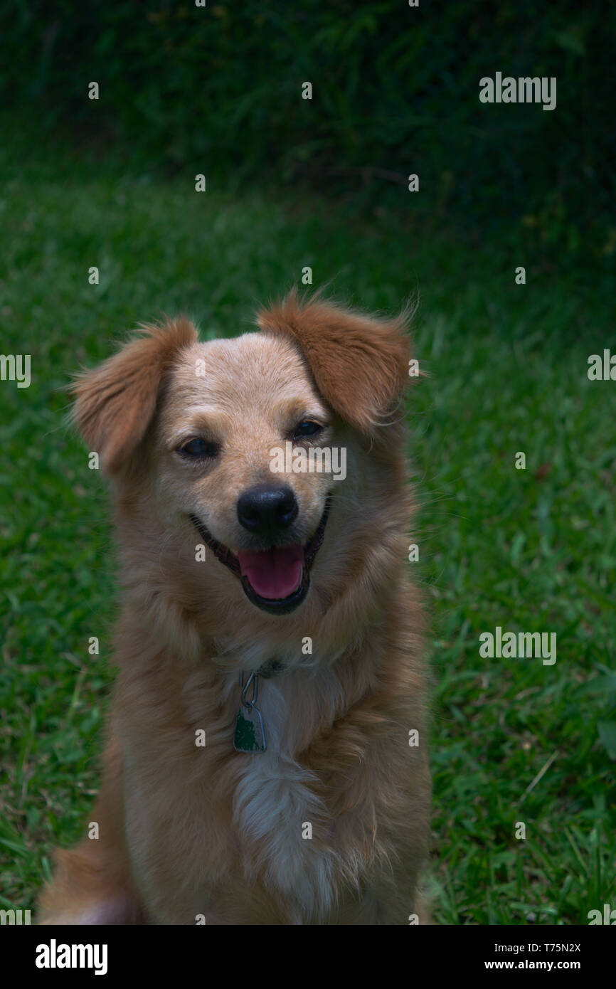 Sato dog hi-res stock photography and images - Alamy