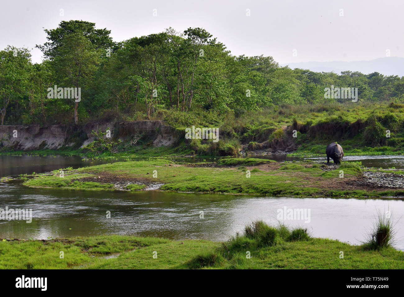 Chitwan National Park, Nepal, UNESCO World Heritage Site Stock Photo ...