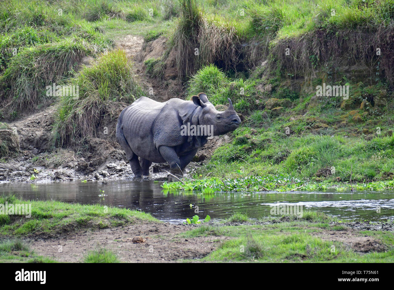 Indian rhinoceros, Panzernashorn, Rhinocéros indien, Rhinoceros ...