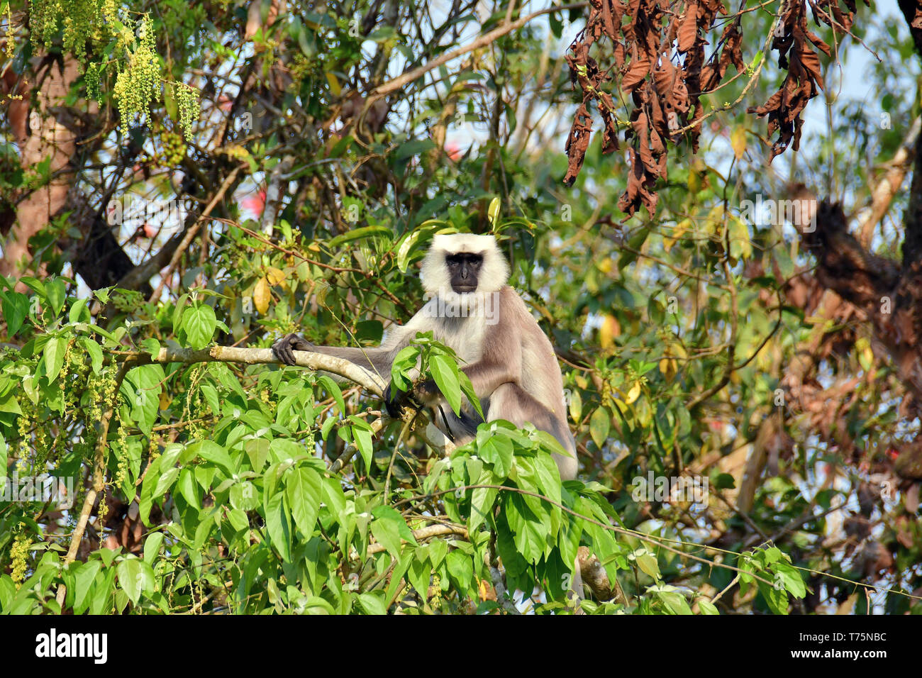 Tarai gray langur, Tarai-Hanuman-Langur, Semnopithecus hector, Chitwan ...