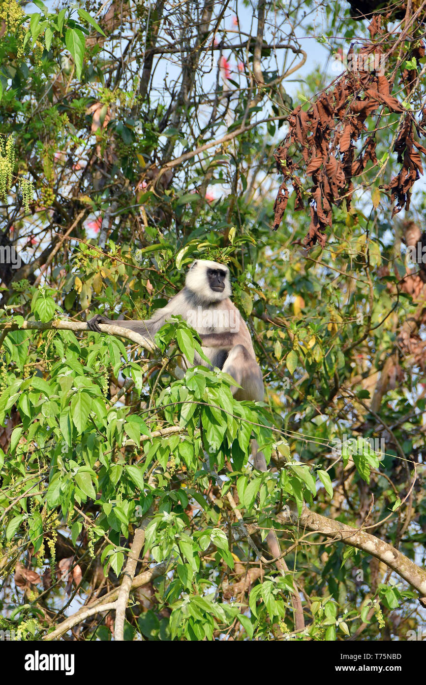 Tarai gray langur, Tarai-Hanuman-Langur, Semnopithecus hector, Chitwan ...