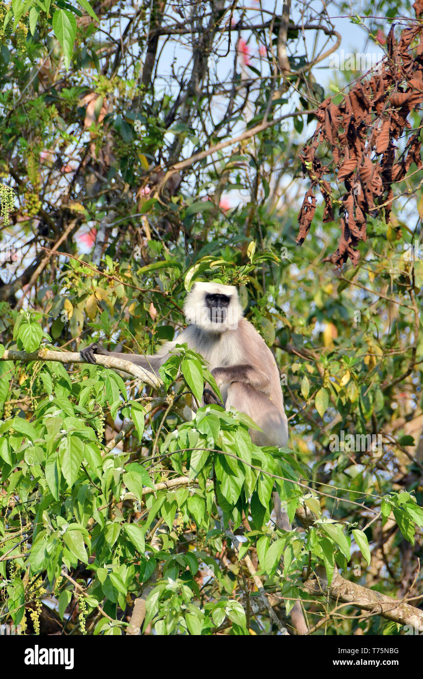 Tarai gray langur, Tarai-Hanuman-Langur, Semnopithecus hector, Chitwan ...