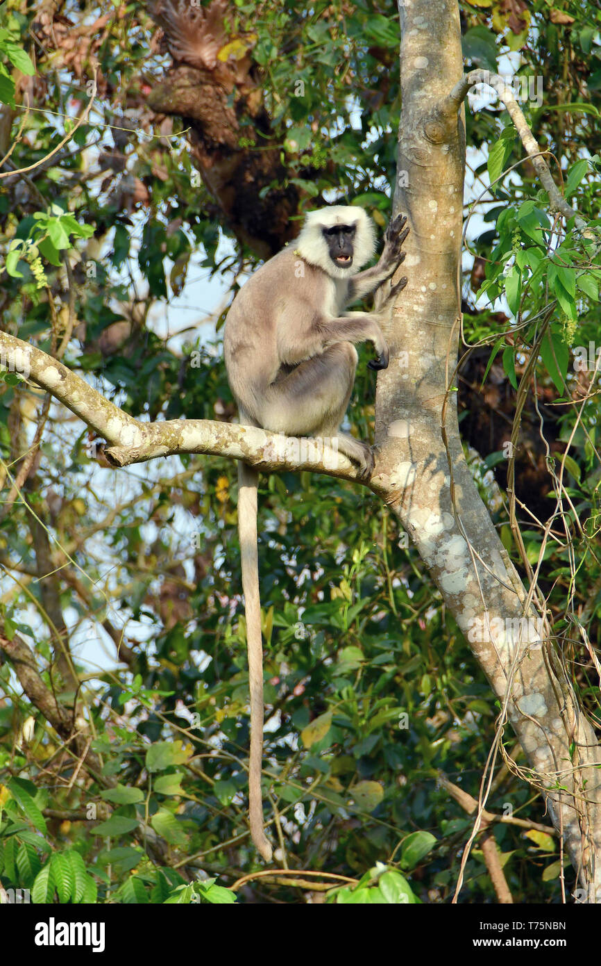 Tarai gray langur, Tarai-Hanuman-Langur, Semnopithecus hector, Chitwan ...