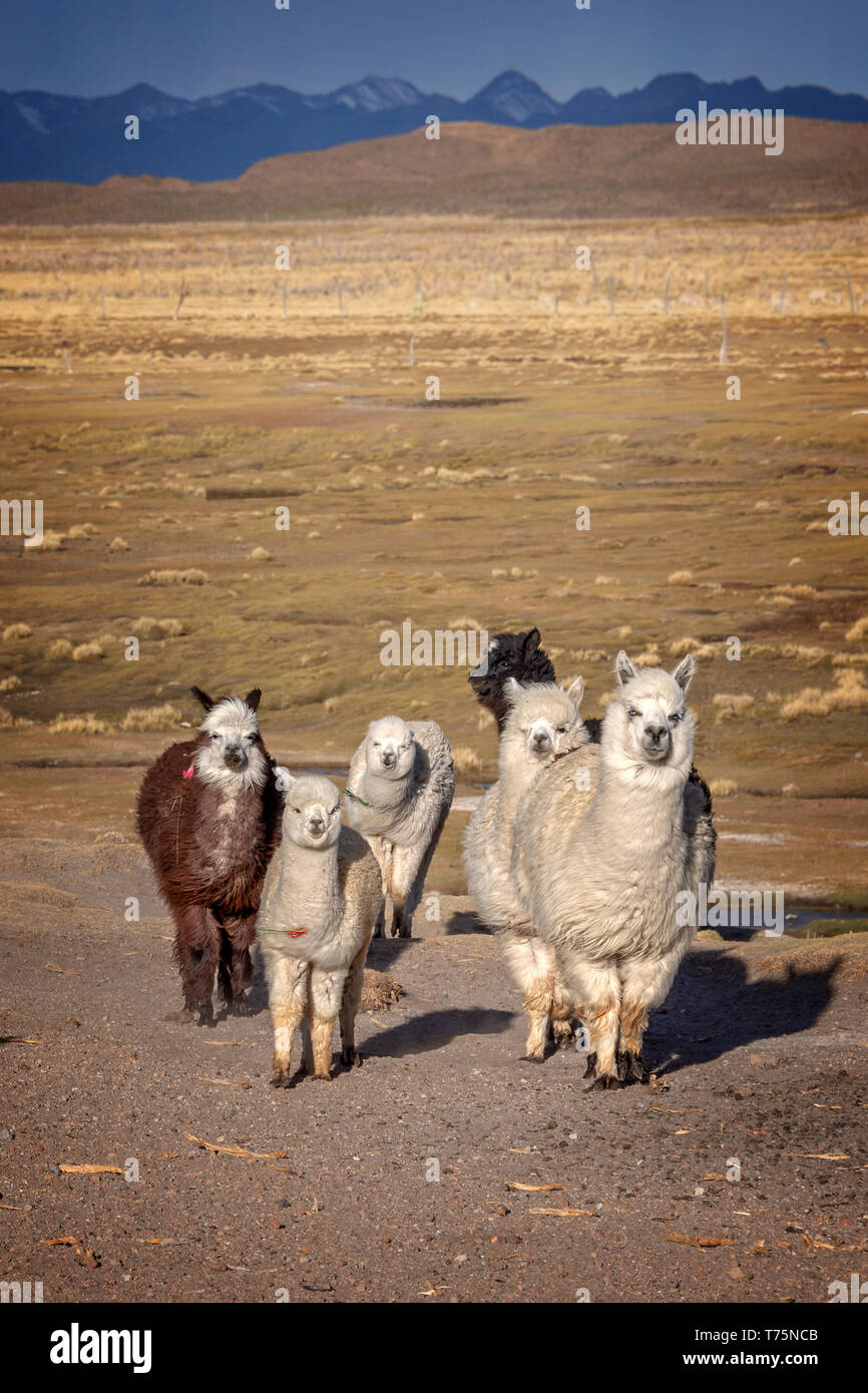 Alpacas andes hi-res stock photography and images - Alamy