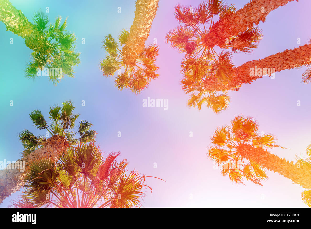 Florida coconut palm trees hi-res stock photography and images - Alamy