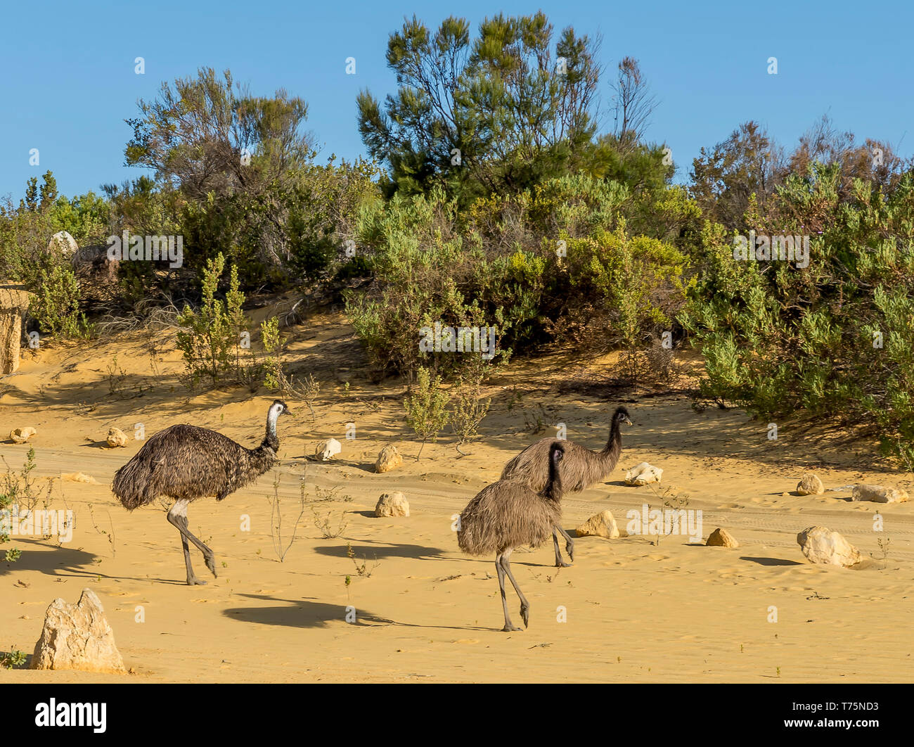 Three emus walking inside the Pinnacles Desert, Western Australia Stock ...