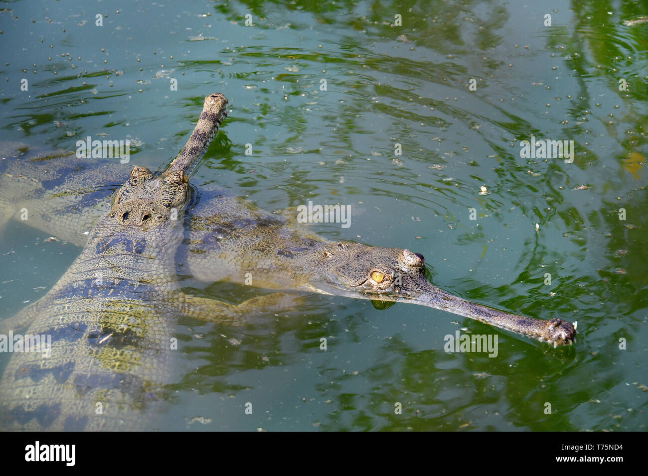 gharial, gavial, Gangesgavial, Gavialis gangeticus, Chitwan National ...