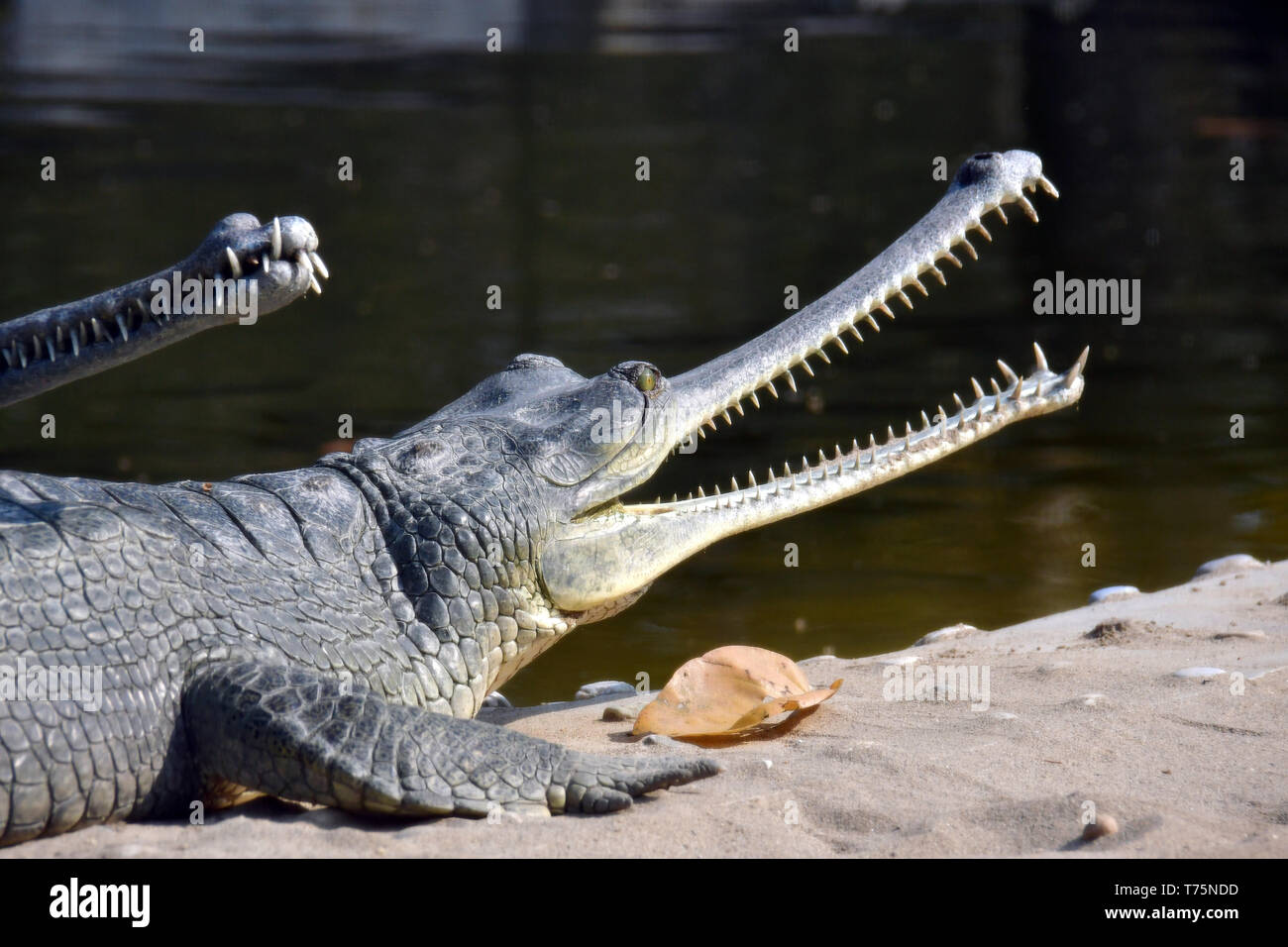 gharial, gavial, Gangesgavial, Gavialis gangeticus, Chitwan National ...