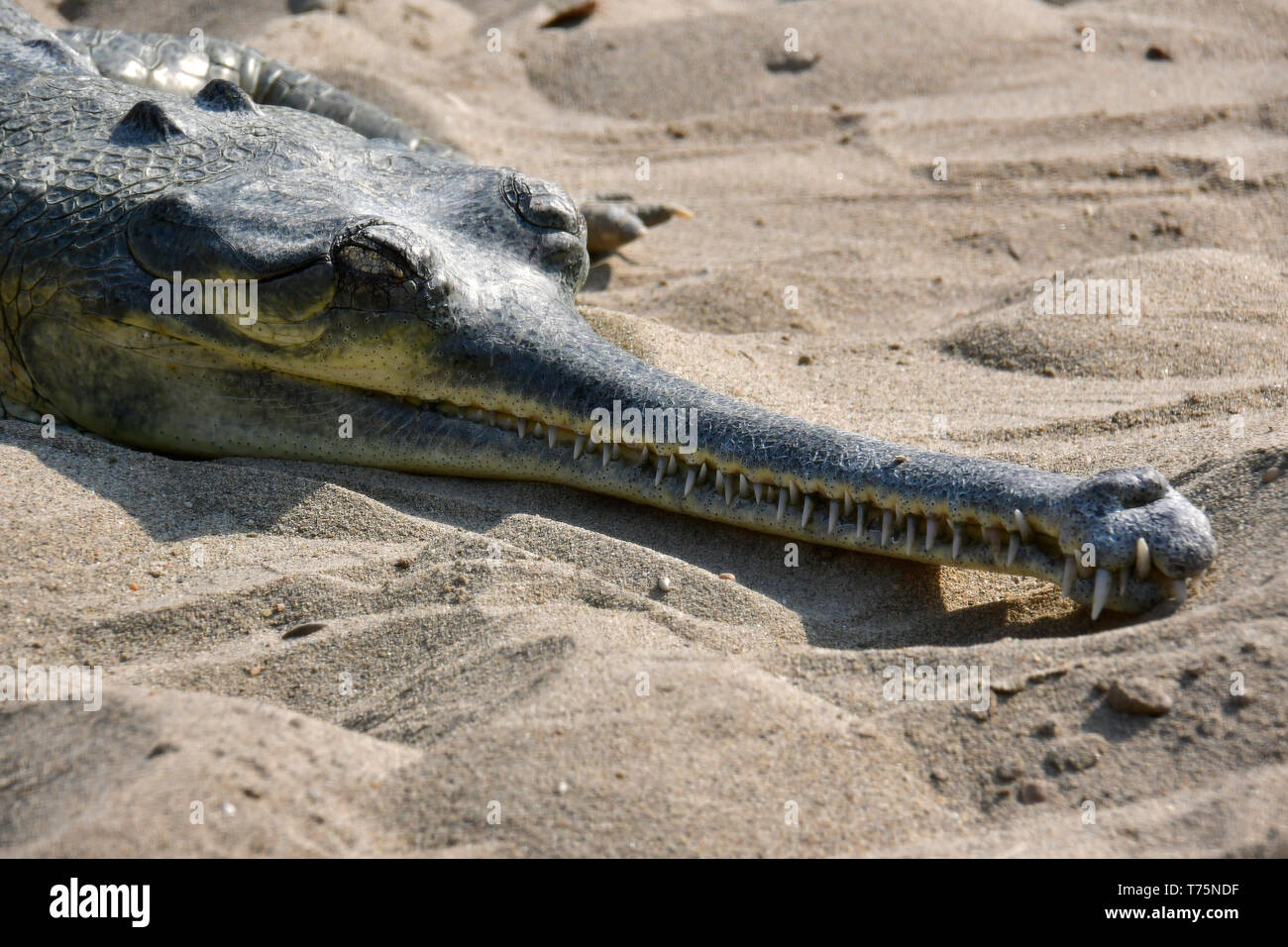Gangesgavial High Resolution Stock Photography and Images - Alamy