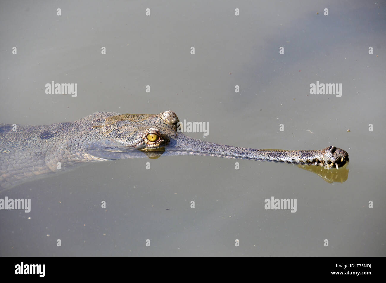 gharial, gavial, Gangesgavial, Gavialis gangeticus, Chitwan National ...