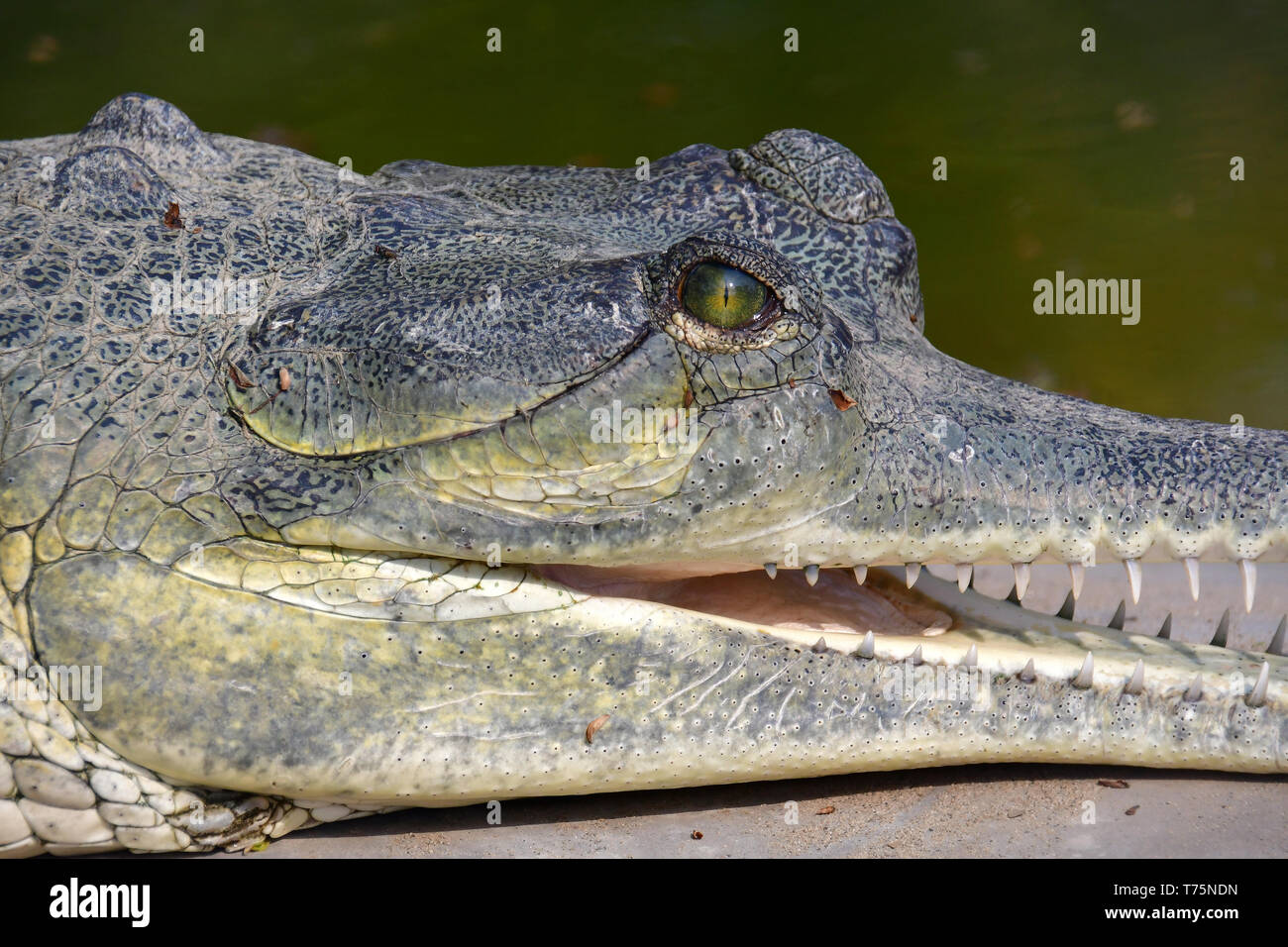 gharial, gavial, Gangesgavial, Gavialis gangeticus, Chitwan National ...