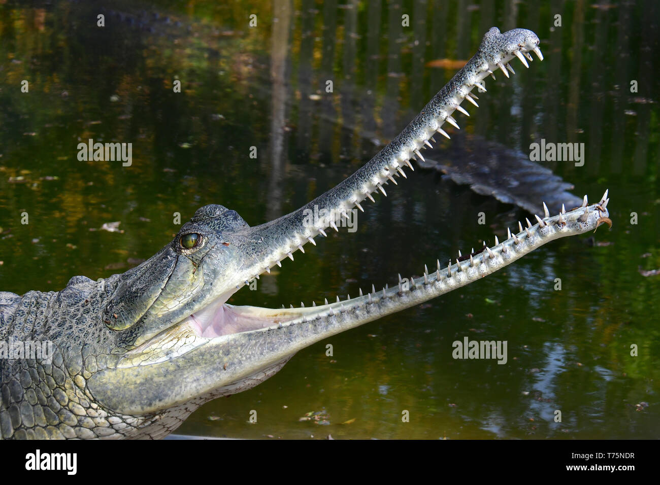 gharial, gavial, Gangesgavial, Gavialis gangeticus, Chitwan National ...
