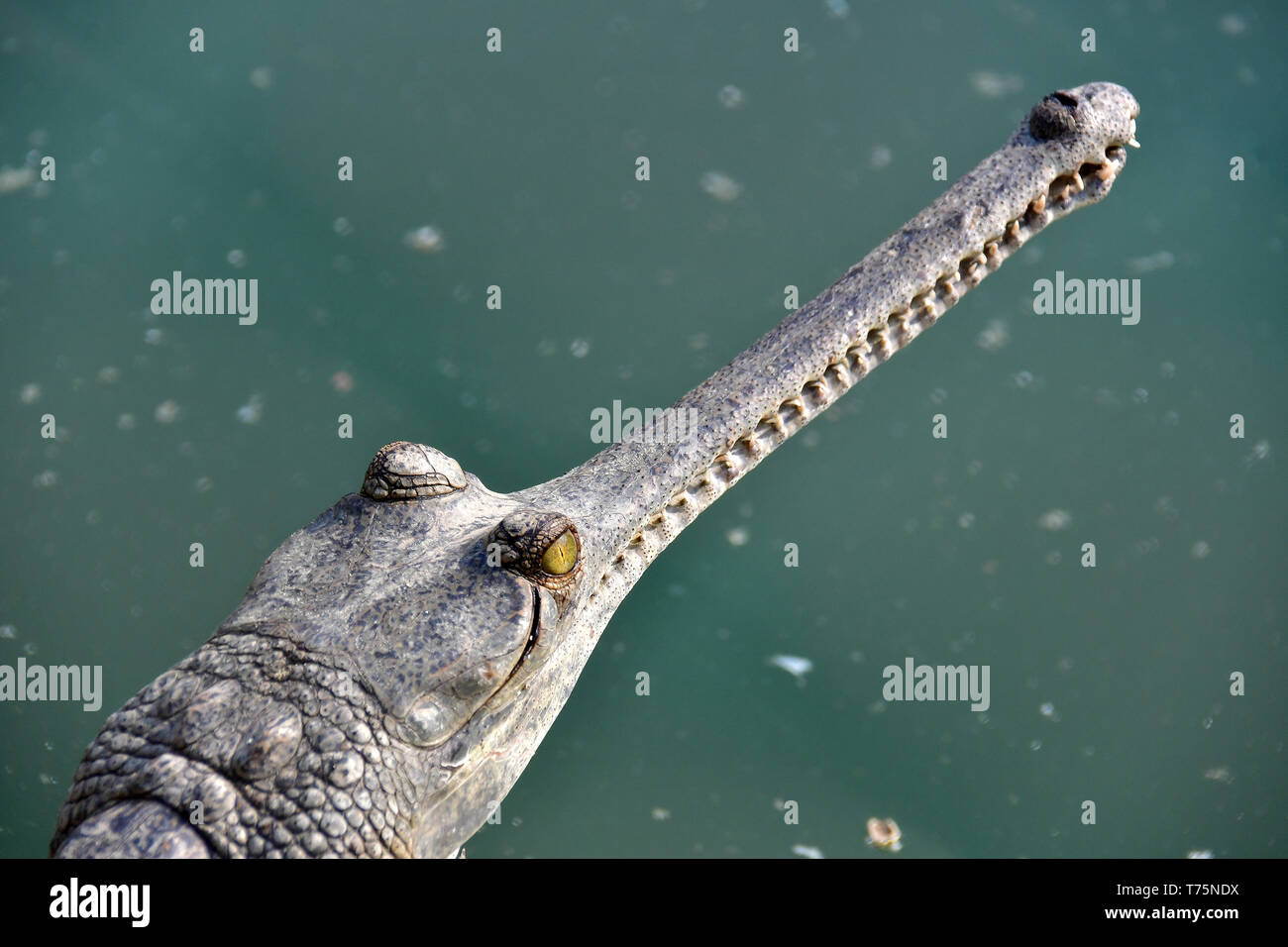 gharial, gavial, Gangesgavial, Gavialis gangeticus, Chitwan National ...