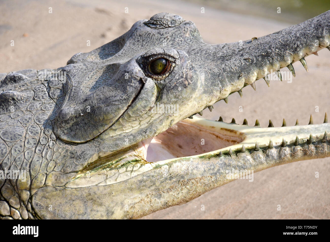 gharial, gavial, Gangesgavial, Gavialis gangeticus, Chitwan National ...