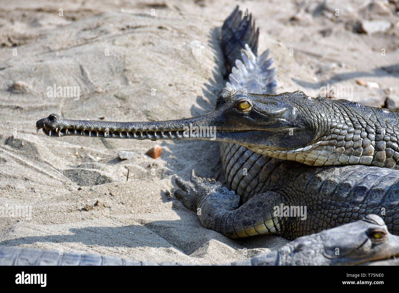 gharial, gavial, Gangesgavial, Gavialis gangeticus, Chitwan National ...