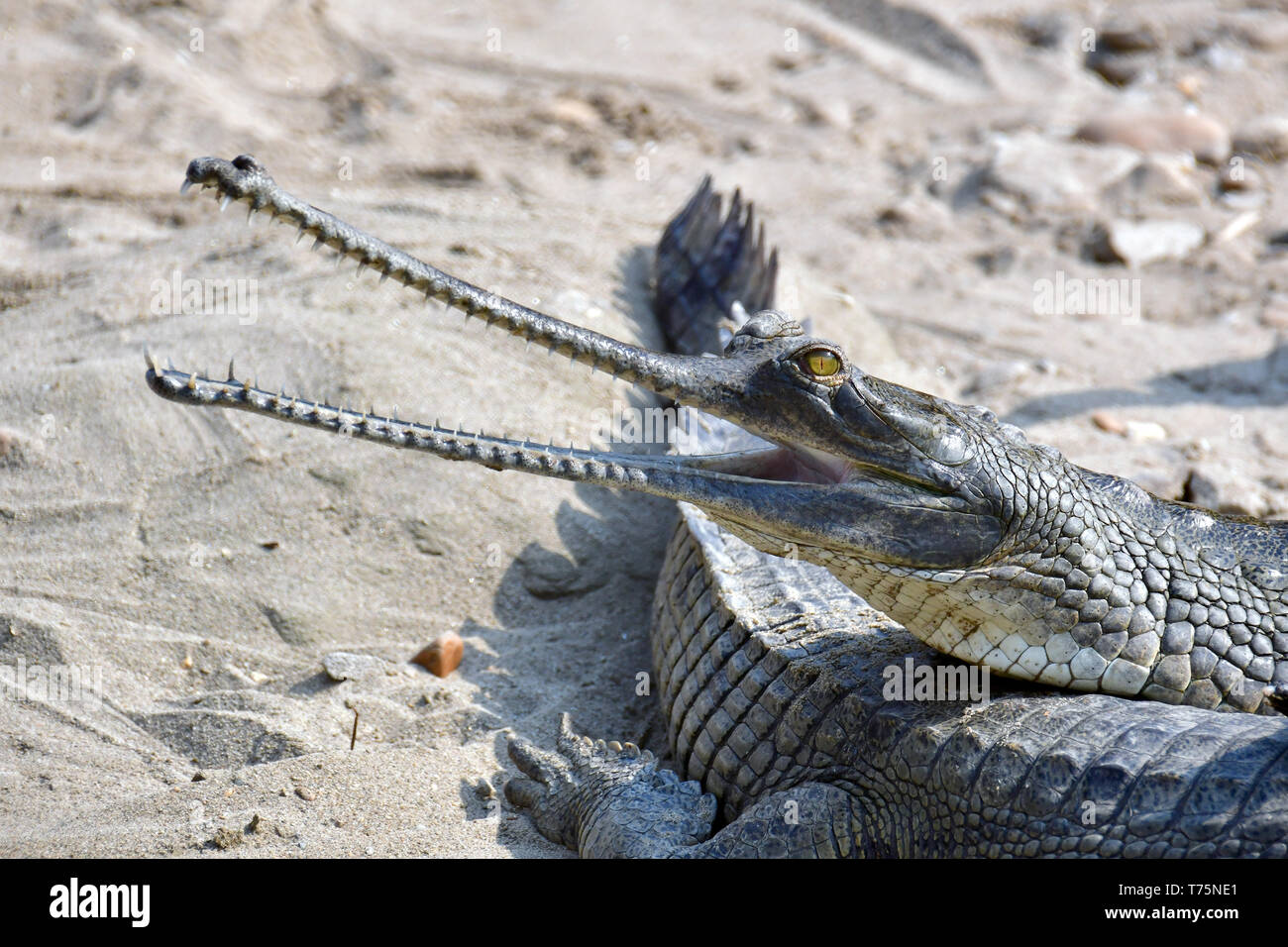gharial, gavial, Gangesgavial, Gavialis gangeticus, Chitwan National ...