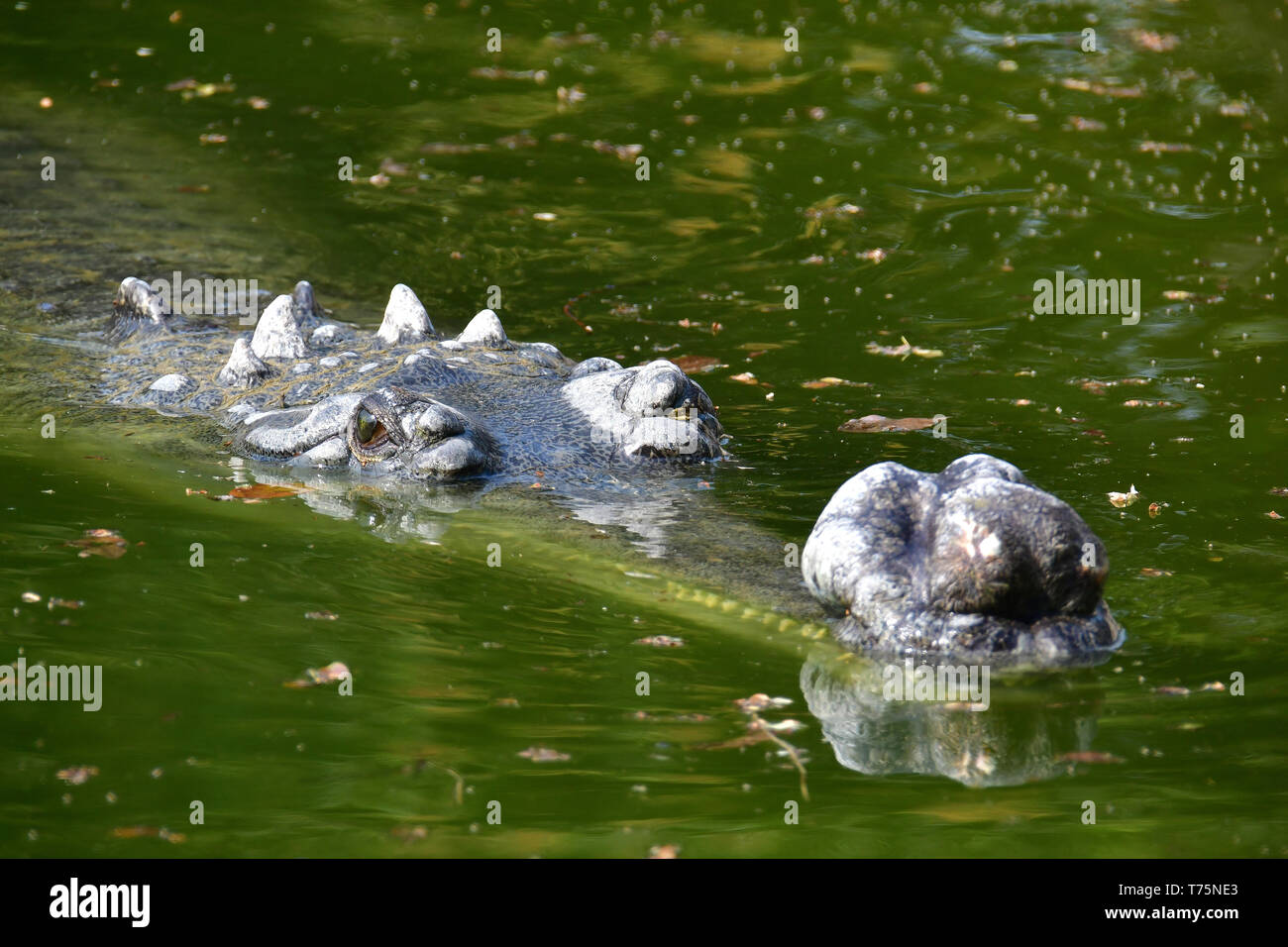 gharial, gavial, Gangesgavial, Gavialis gangeticus, Chitwan National ...