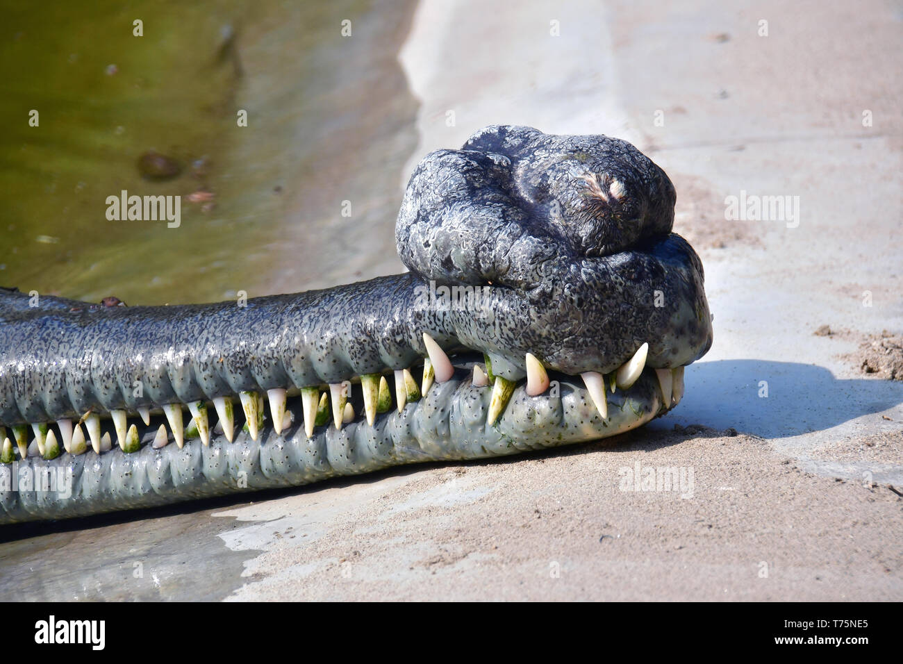 gharial, gavial, Gangesgavial, Gavialis gangeticus, Chitwan National ...