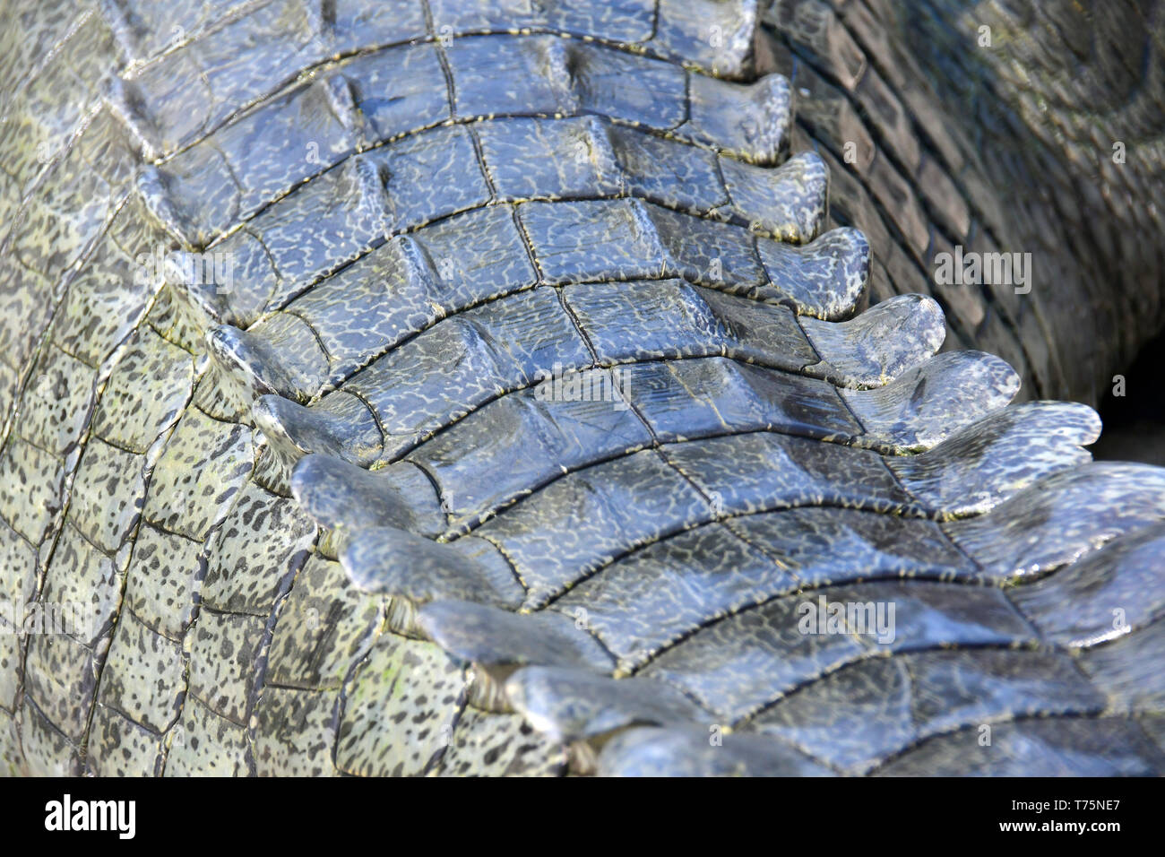 gharial, gavial, Gangesgavial, Gavialis gangeticus, Chitwan National ...