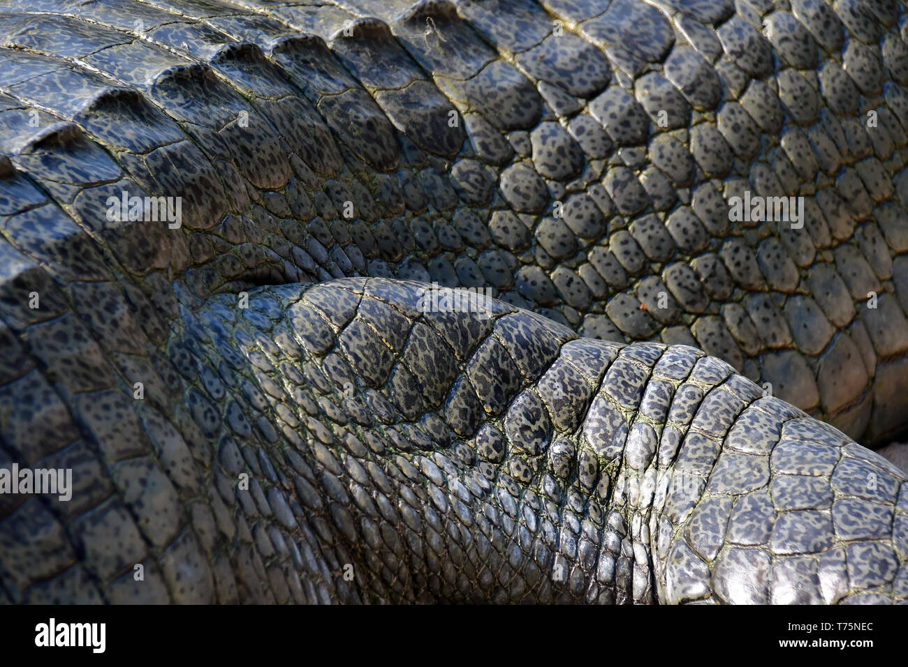 gharial, gavial, Gangesgavial, Gavialis gangeticus, Chitwan National ...