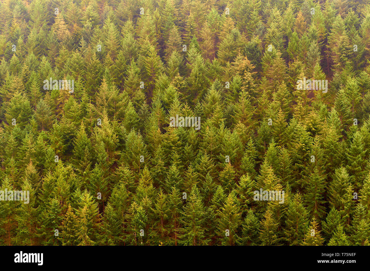 Green evergreen treetops hi-res stock photography and images - Alamy