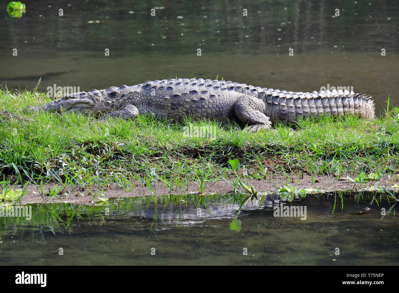 mugger crocodile, Sumpfkrokodil, Crocodylus palustris, Chitwan National ...