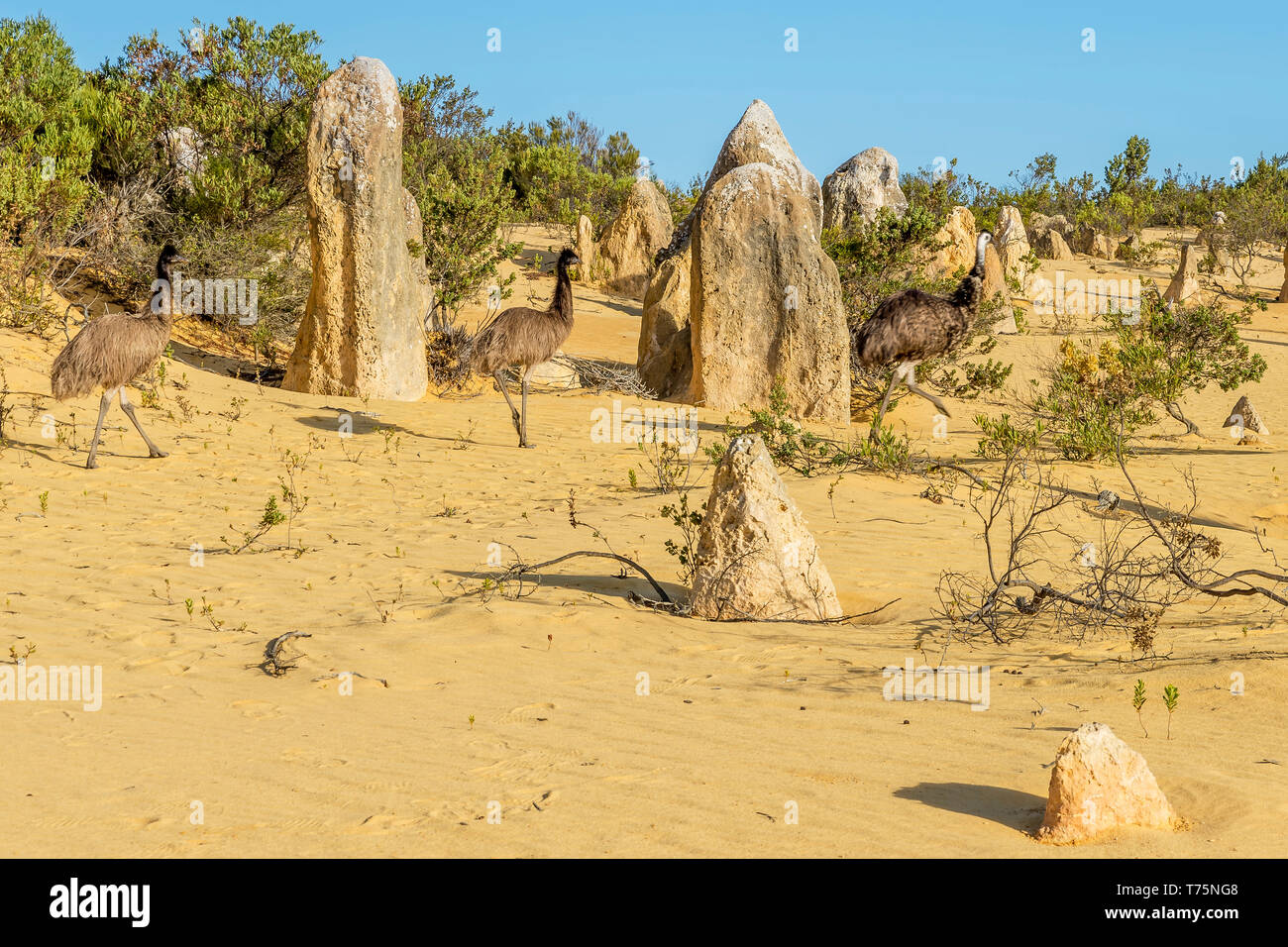 Three emus walking inside the Pinnacles Desert, Western Australia Stock ...