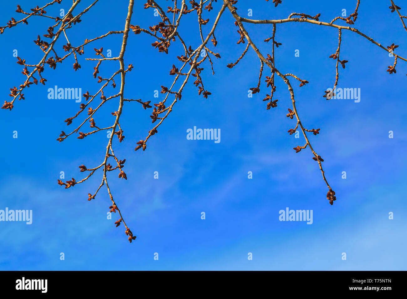 Swollen Buds Stock Photos & Swollen Buds Stock Images - Alamy