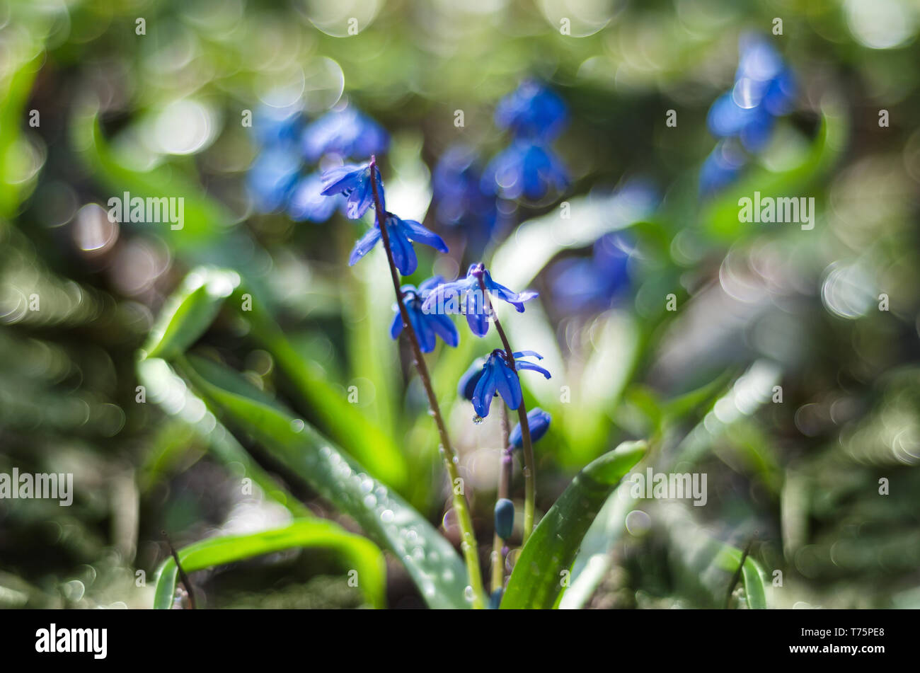 Defocused spring background with a flower of Siberian forest Stock ...