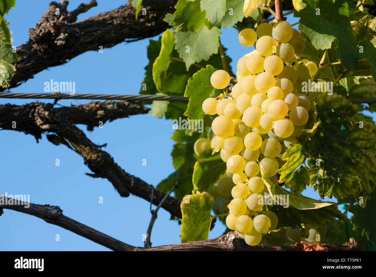 Sun riped hi-res stock photography and images - Alamy