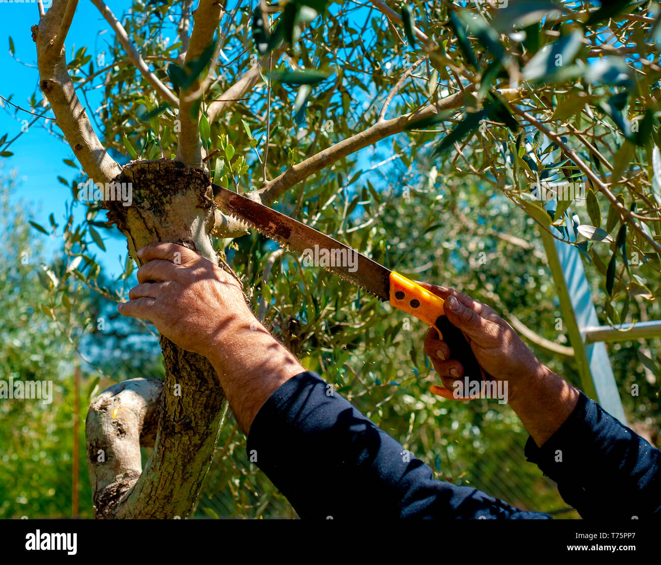 Pruning an olive tree with pruning hand saws Stock Photo - Alamy