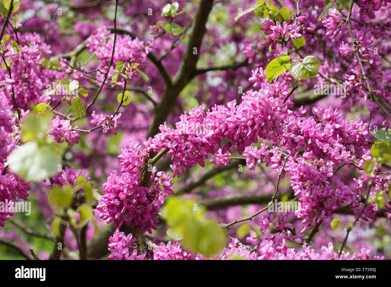 Judas Tree Cercis Siliquastrum Garden High Resolution Stock Photography ...