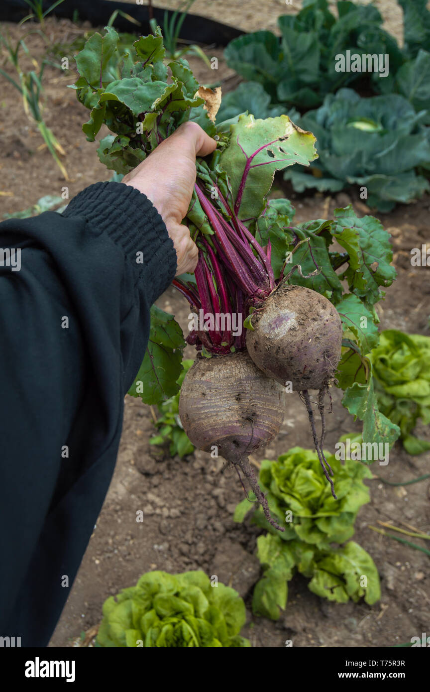 Farmer holds a bunch of organic beetroot freshly picked from an ...