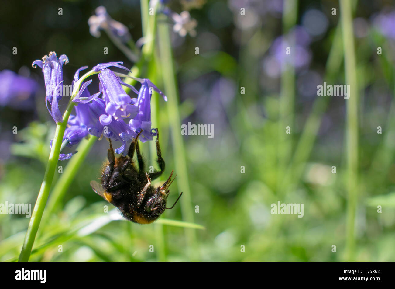 Bluebell bells hi-res stock photography and images - Alamy