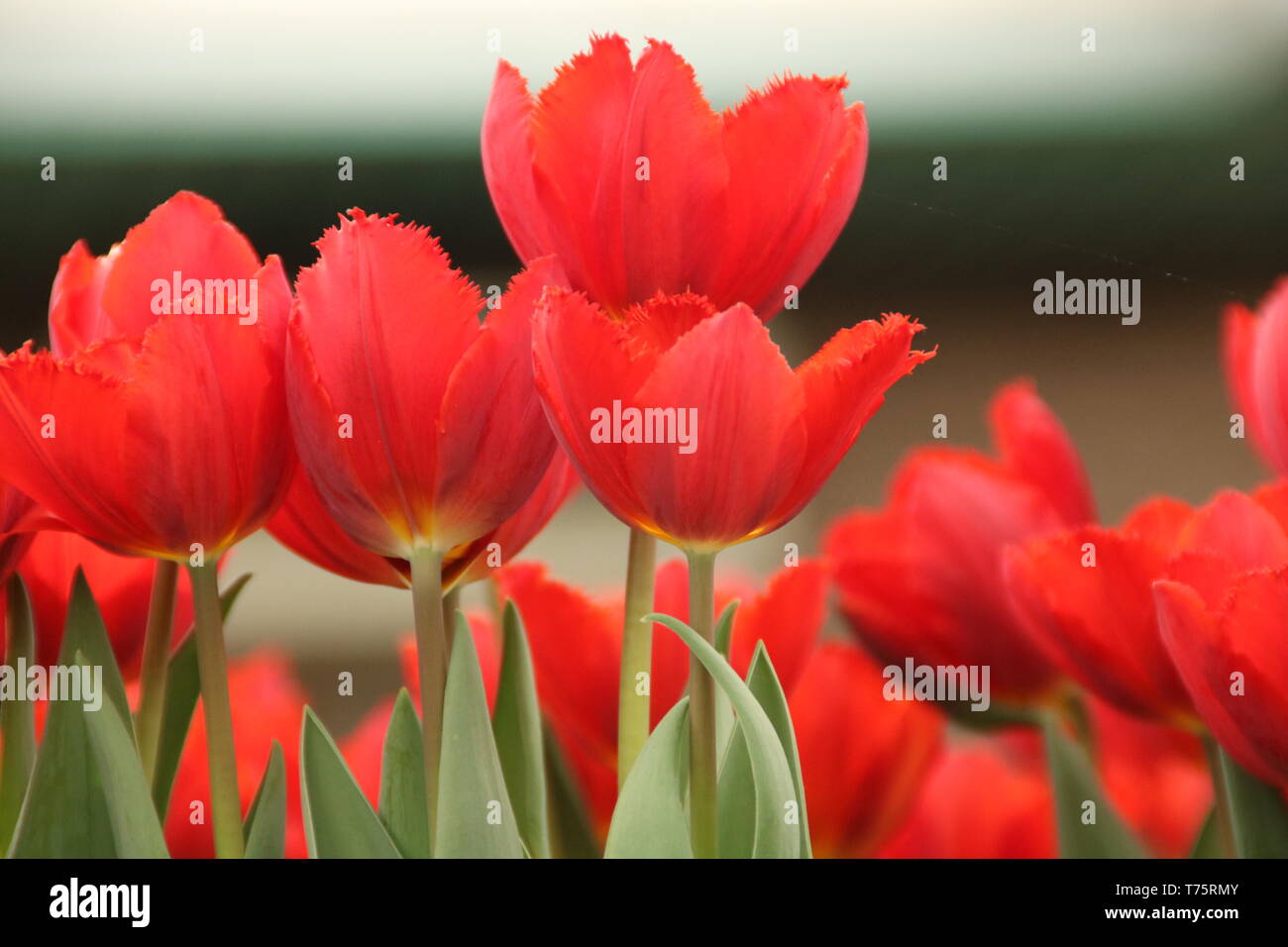 Feld rote tulpen hi-res stock photography and images - Alamy