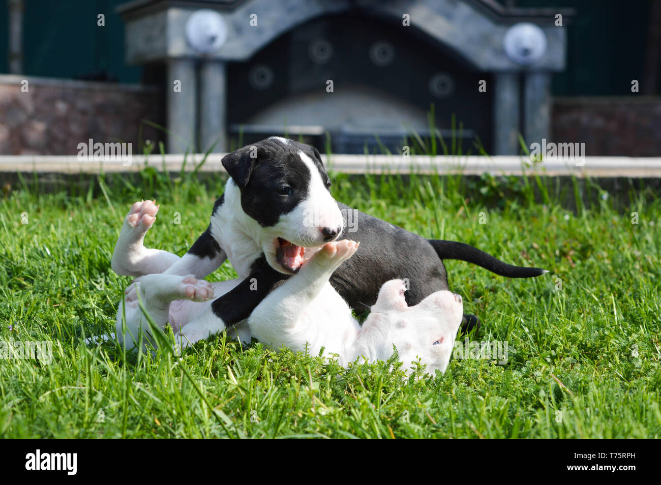 Running bullterrier hi-res stock photography and images - Alamy