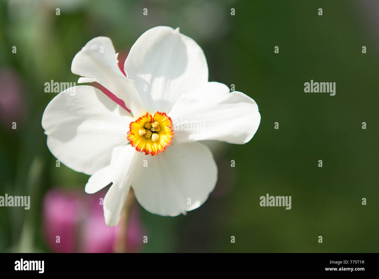 Beautiful white daffodil hi-res stock photography and images - Alamy