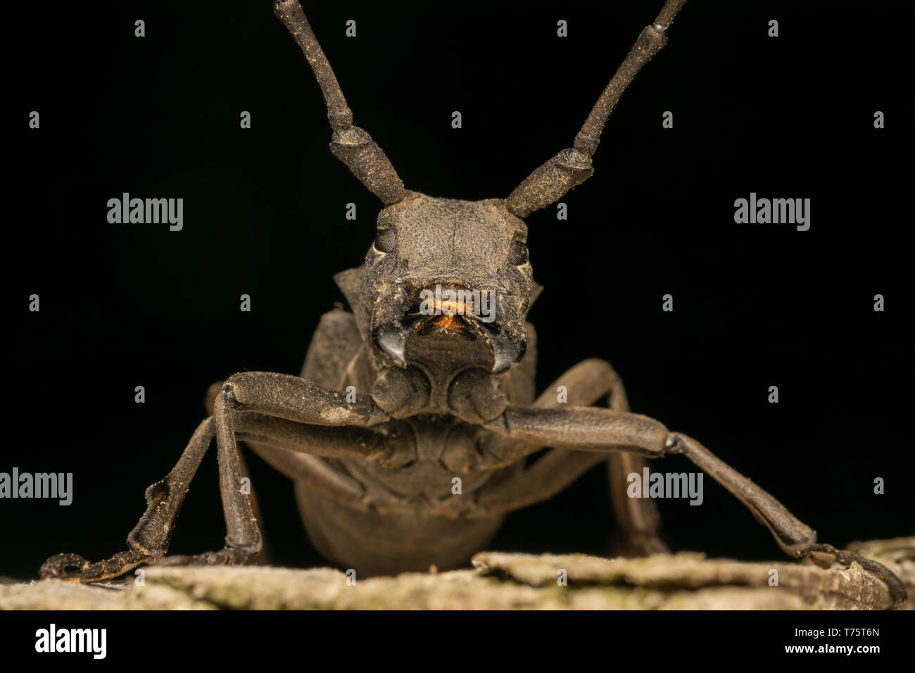 Morimus funereus female Stock Photo - Alamy