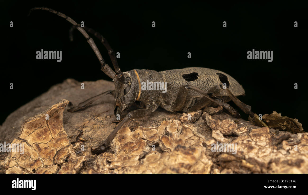 Morimus funereus female Stock Photo - Alamy