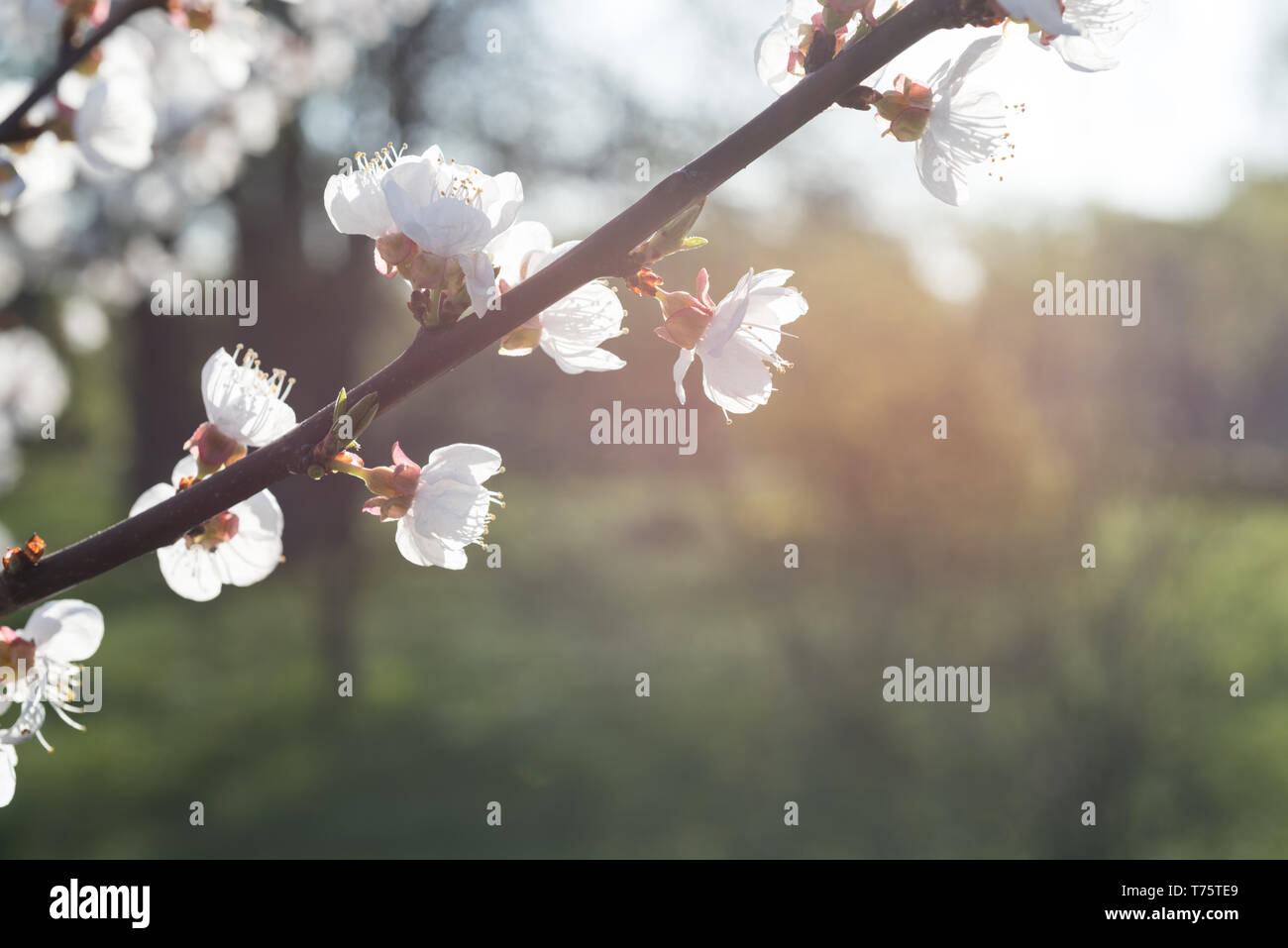 Spring flowering of garden trees. Blooming flowers on apricot twigs ...