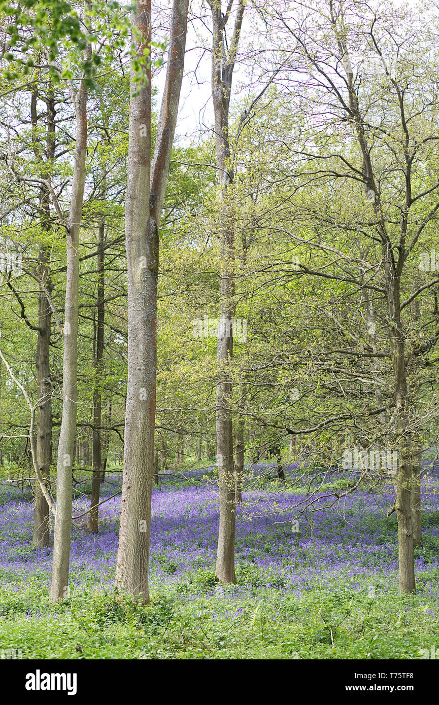 Ancient Bluebell woods Stock Photo - Alamy