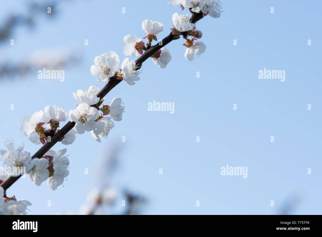 Spring flowering of garden trees. Blooming flowers on apricot twigs ...