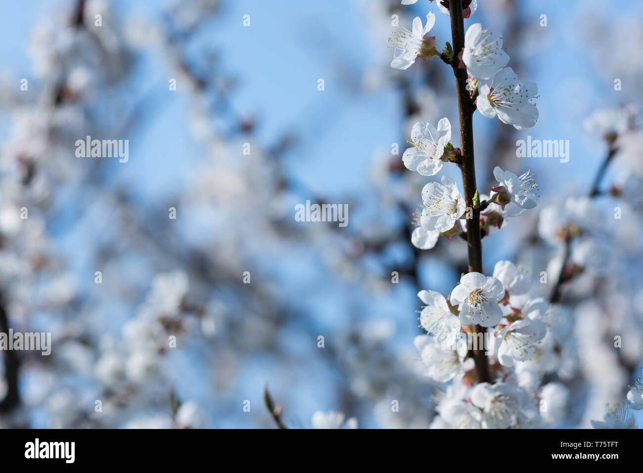 Spring flowering of garden trees. Blooming flowers on apricot twigs ...