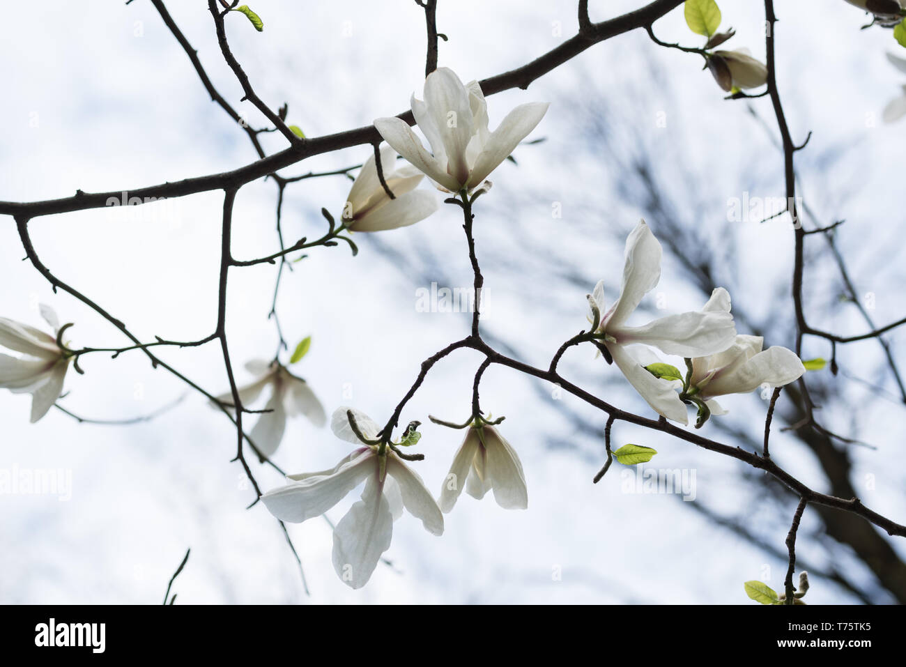 Magnolia tree bottom view hi-res stock photography and images - Alamy