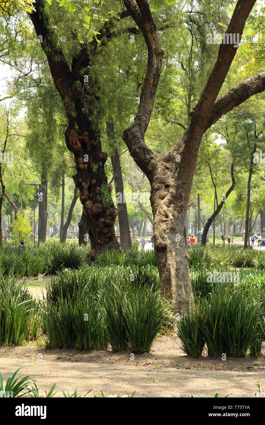 Alameda central park in Mexico city Stock Photo - Alamy