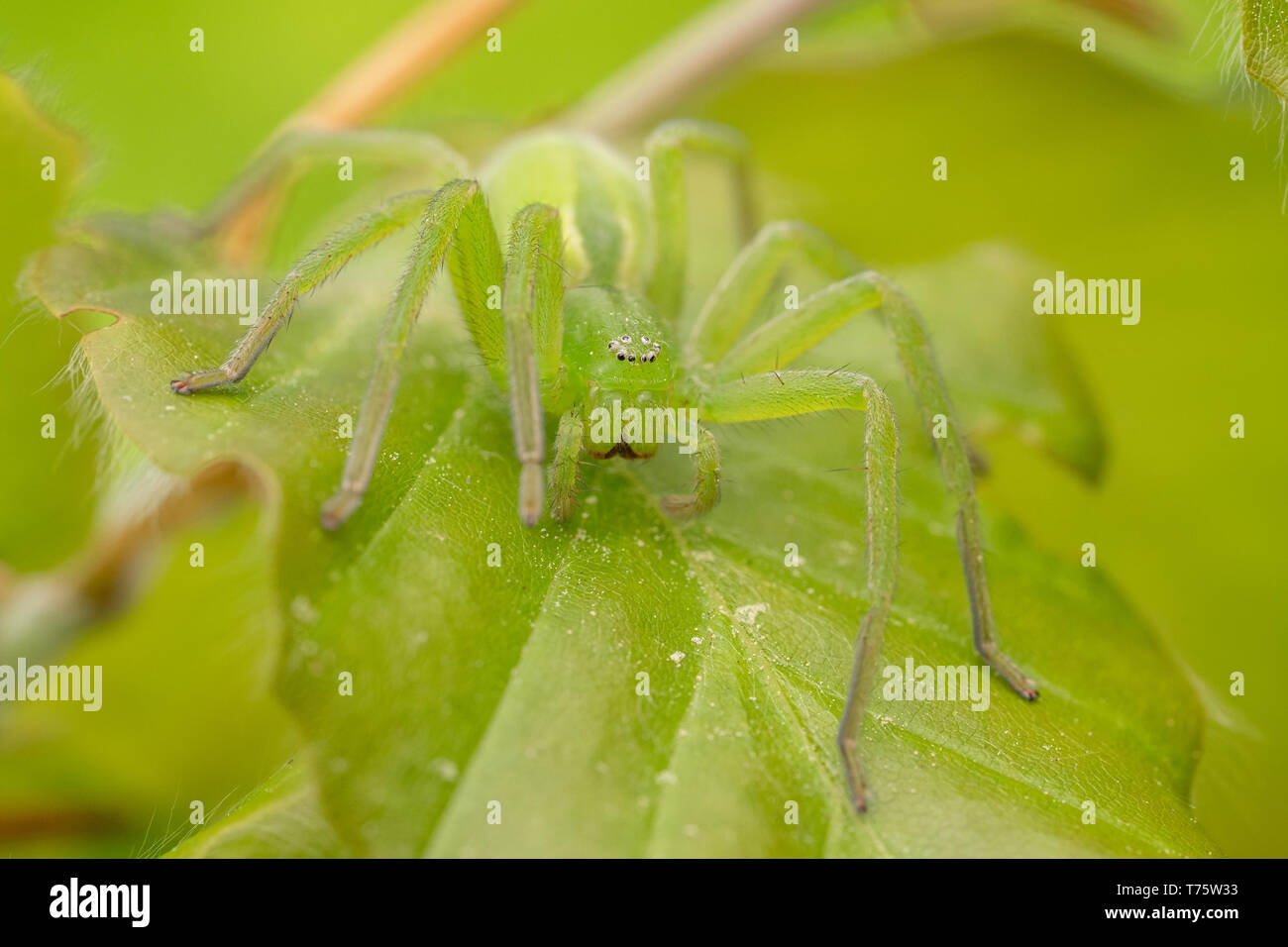 Spider side view hi-res stock photography and images - Alamy