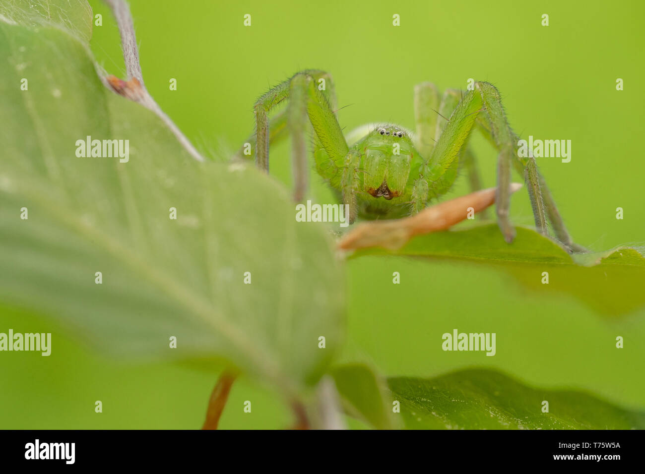 Wildlife macro photo of Green huntsman spider, Micrommata virescens ...