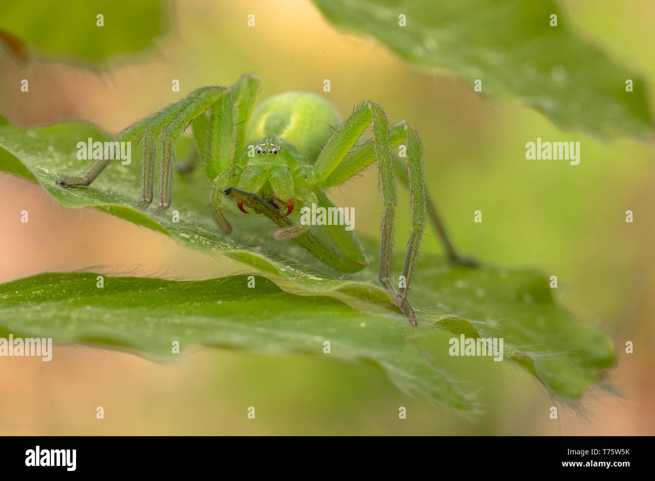 Wildlife macro photo of Green huntsman spider, Micrommata virescens ...